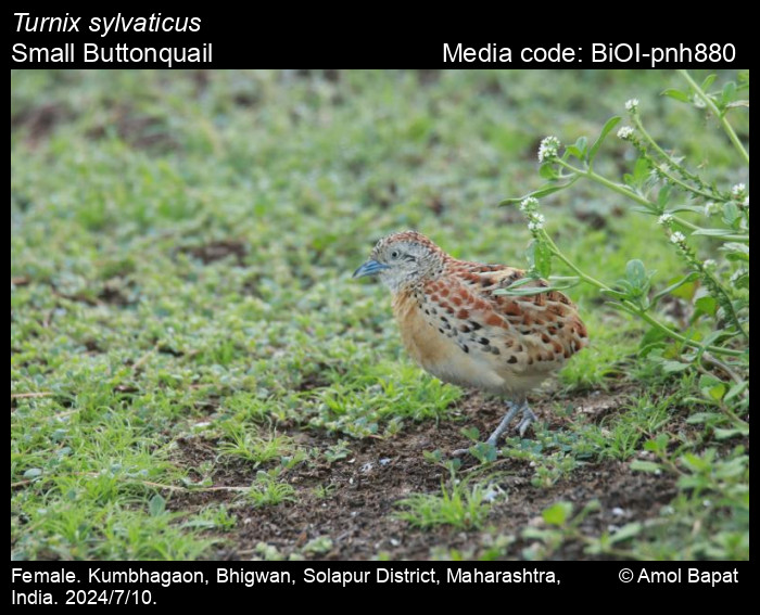 Turnix sylvaticus (Desfontaines, 1789) - Small Buttonquail | Birds